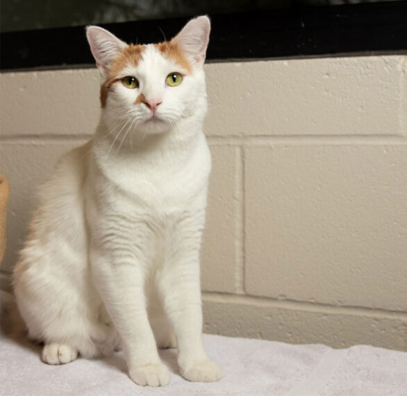 About Us – Foothills Animal Rescue