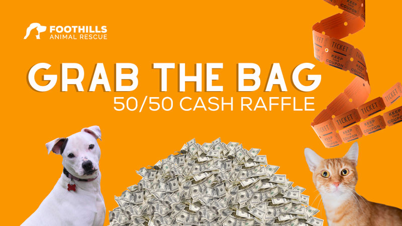 Dog Surrender – Foothills Animal Rescue