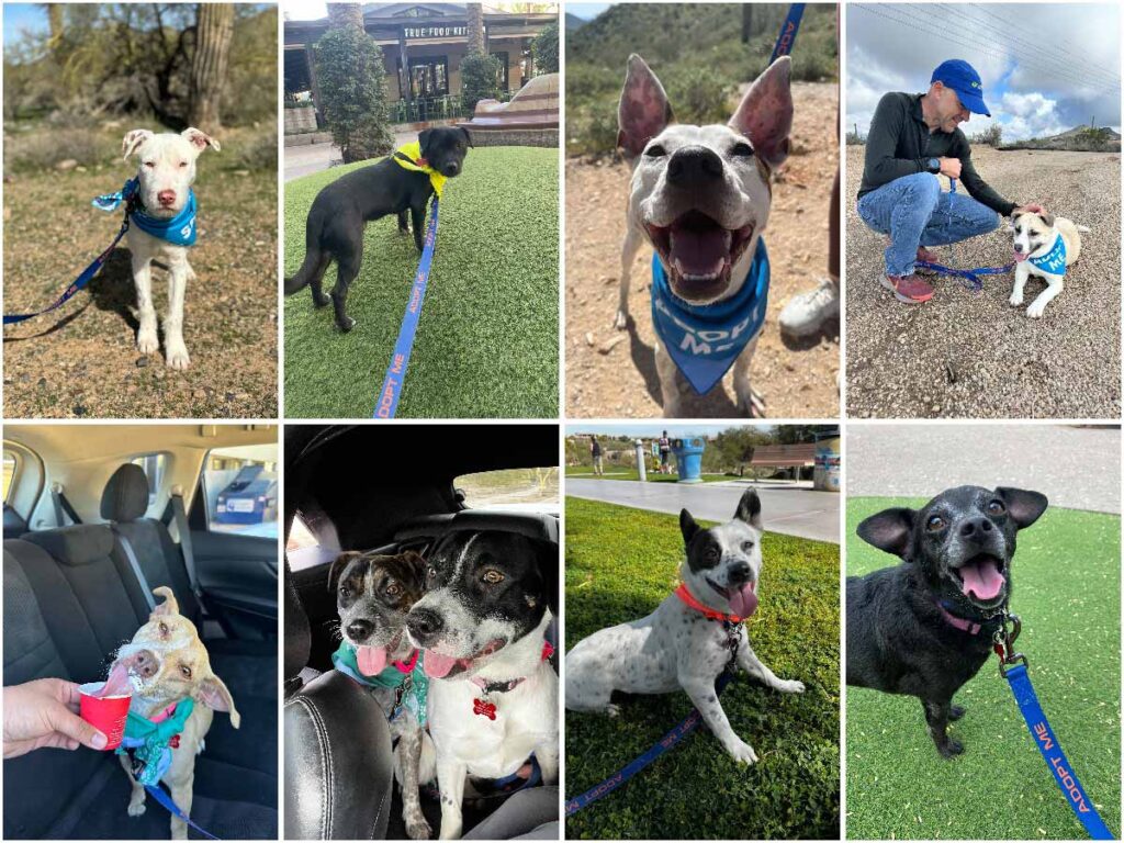 Doggy Day Out Program – Foothills Animal Rescue